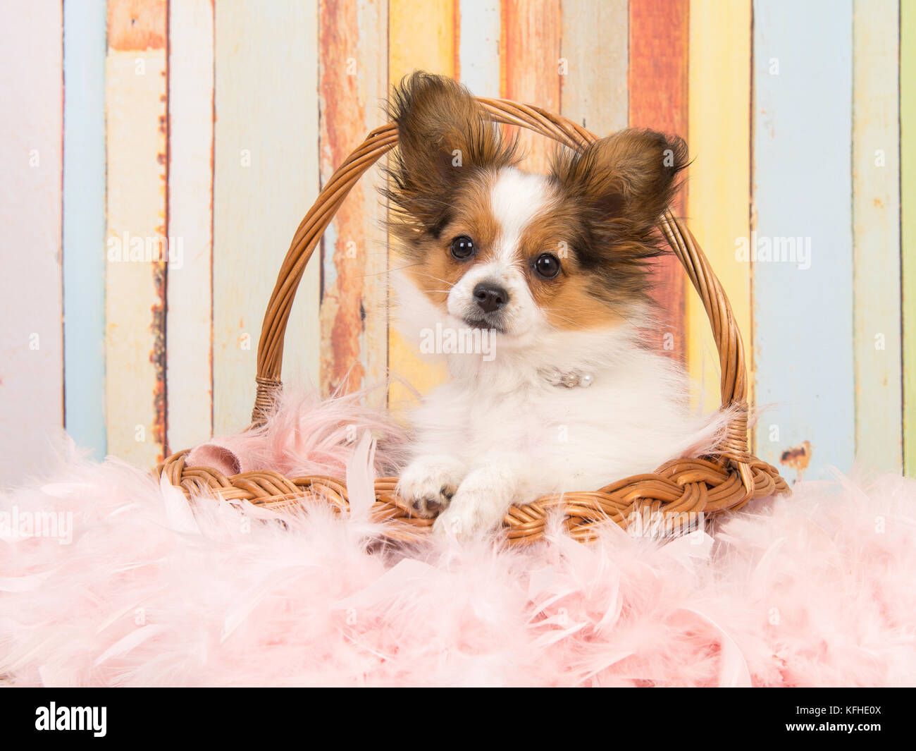 Cute Papillon Puppies