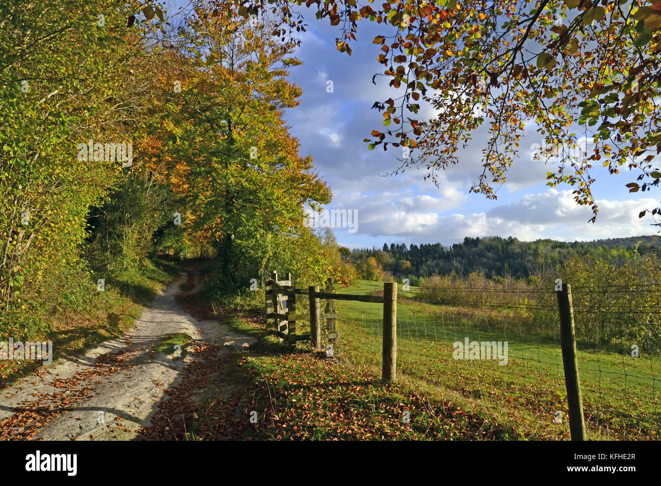 Footpath through Pulpit Wood, Cadsden, with autumn colours, fall ...