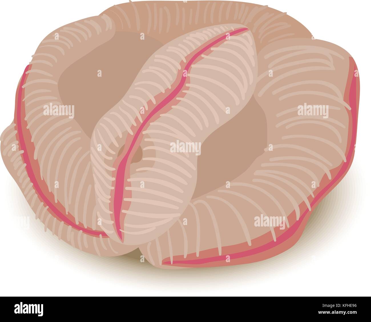 Sea sponge icon, cartoon style Stock Vector Image & Art - Alamy