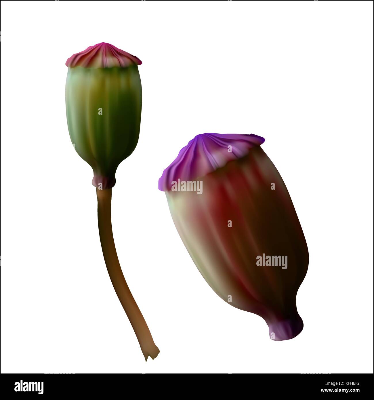 Opium poppy plant Stock Vector Images - Alamy