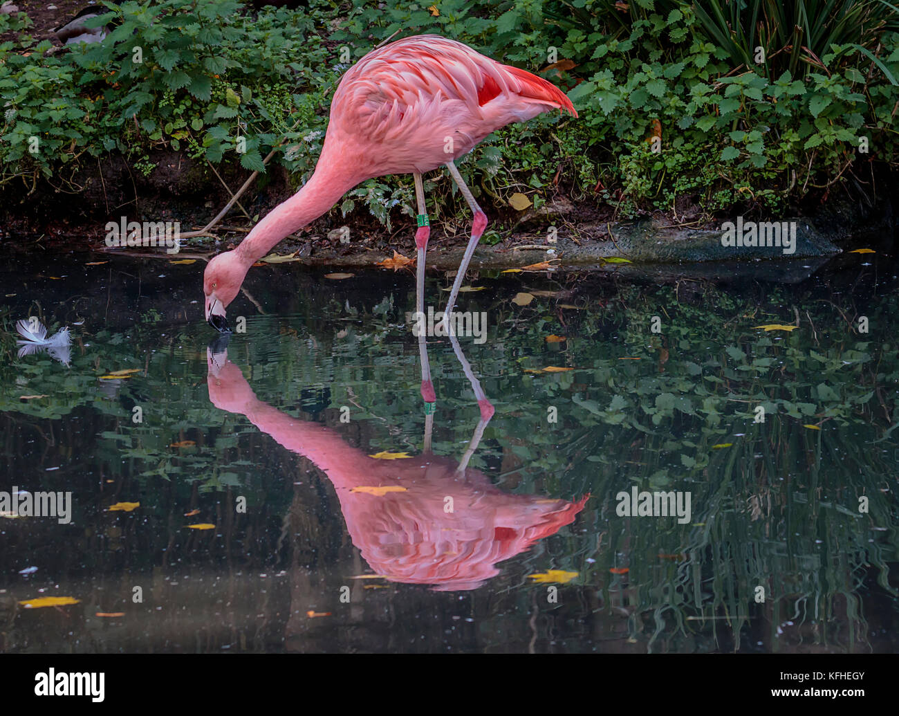 Pink legged birds hi-res stock photography and images - Alamy