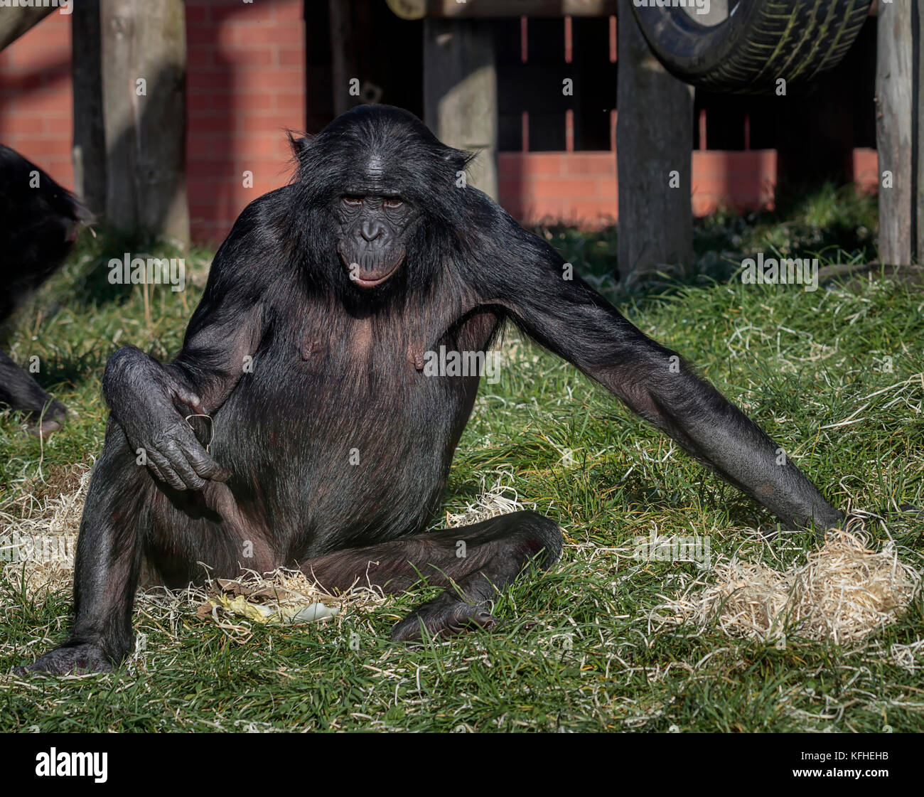 Bonobo Chimpanzee - Pan Stock Photo - Alamy