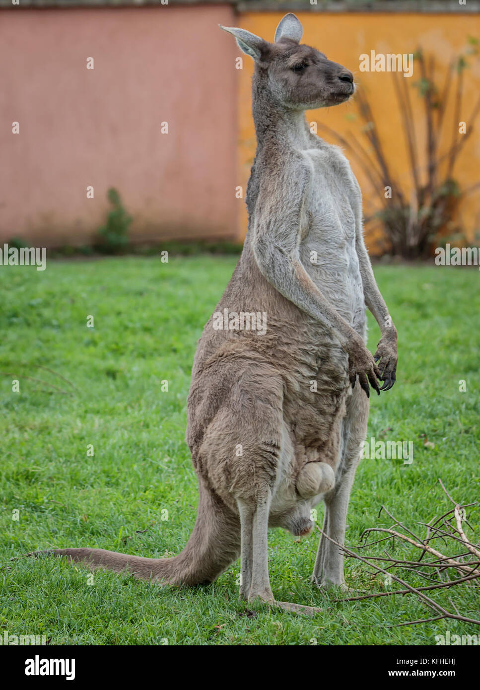 Red Kangaroo Standing
