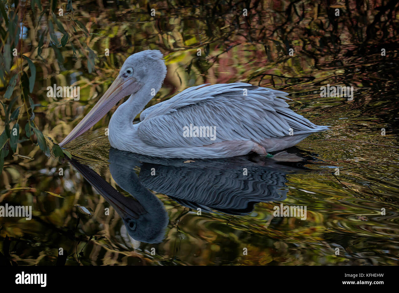 Pink Backed Pelican - Pelecanus Rufescens Stock Photo - Alamy