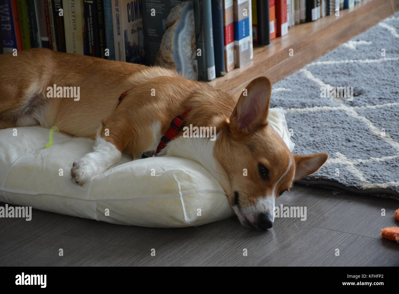 A red sable Pembroke Welsh Corgi in Boston Massachusetts USA during the ...