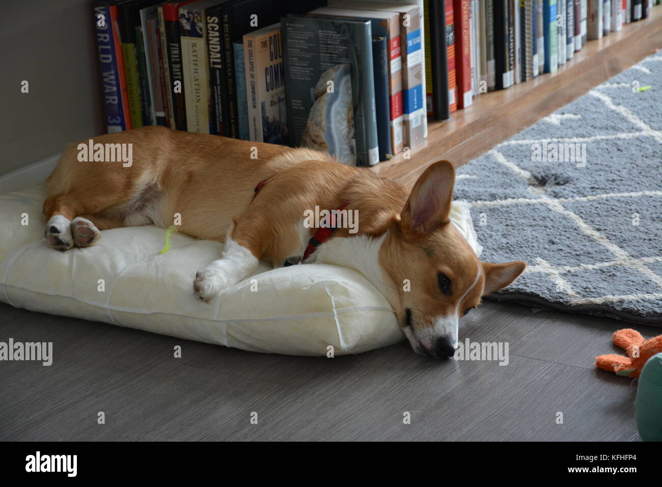 A red sable Pembroke Welsh Corgi in Boston Massachusetts USA during the ...