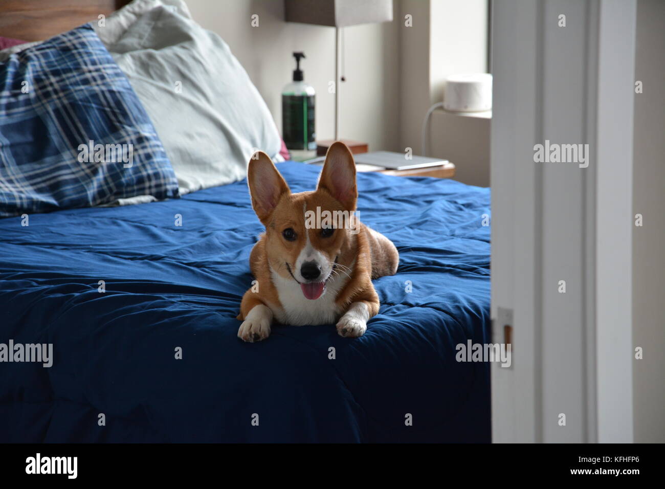 A red sable Pembroke Welsh Corgi in Boston Massachusetts USA during the ...