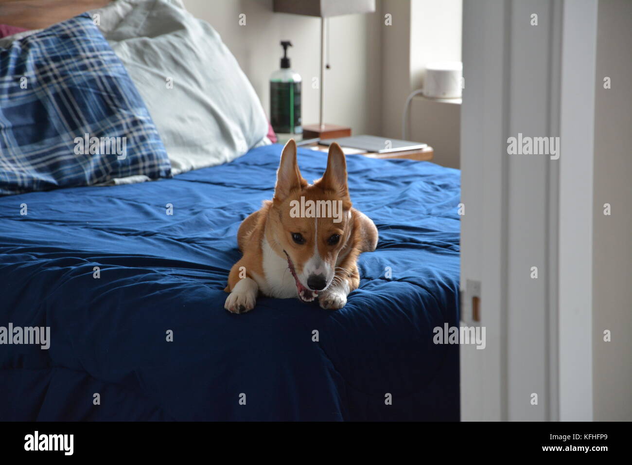 A red sable Pembroke Welsh Corgi in Boston Massachusetts USA during the ...