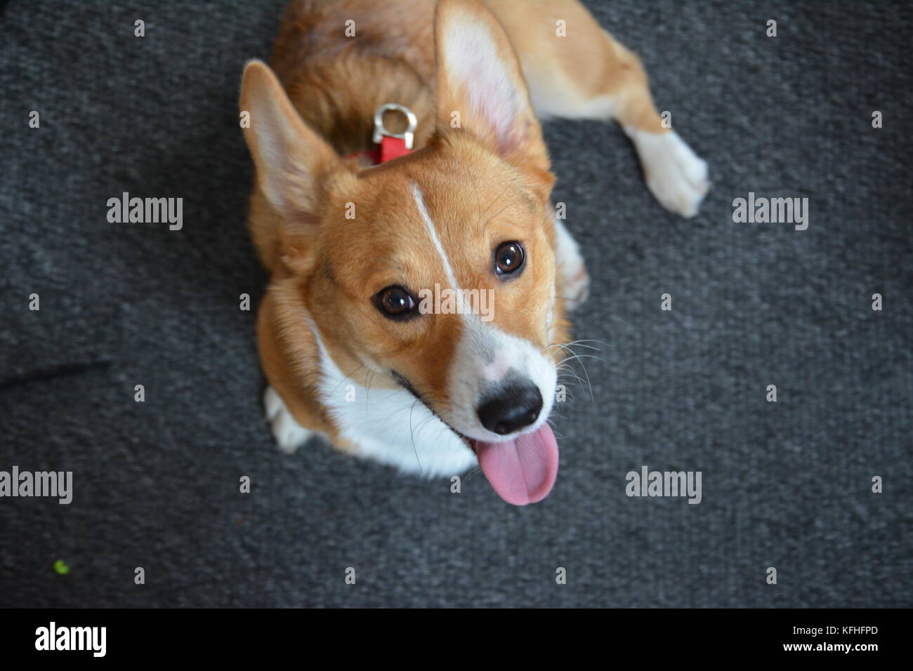 A red sable Pembroke Welsh Corgi in Boston Massachusetts USA during the ...