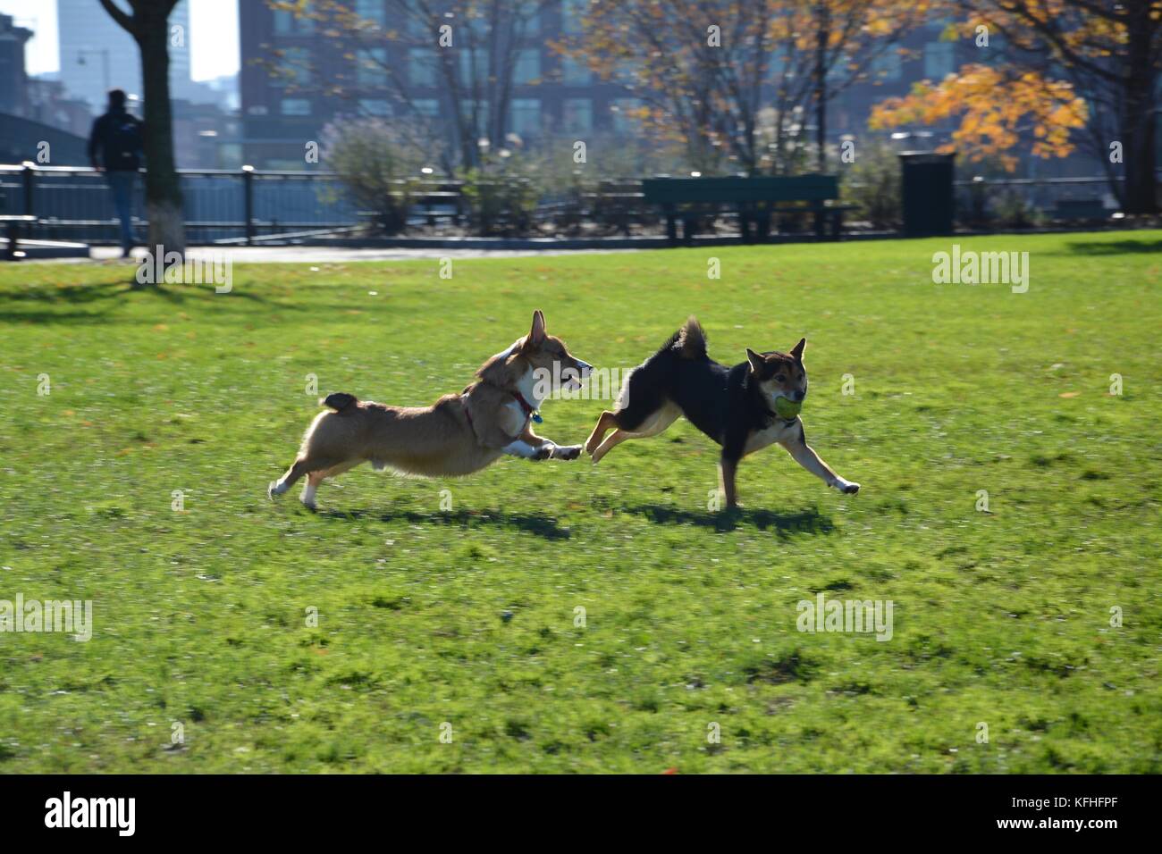 A red sable Pembroke Welsh Corgi in Boston Massachusetts USA during the ...