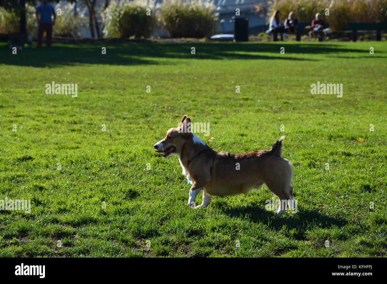 A red sable Pembroke Welsh Corgi in Boston Massachusetts USA during the ...