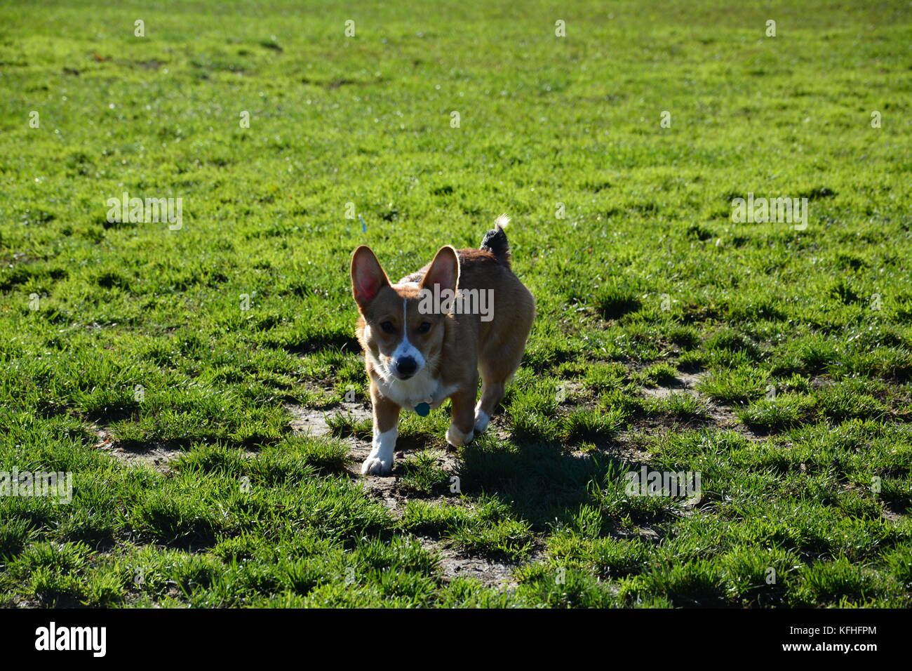 A red sable Pembroke Welsh Corgi in Boston Massachusetts USA during the ...