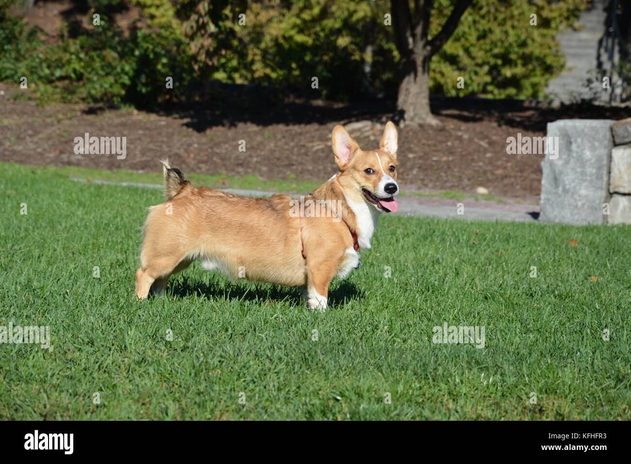 A red sable Pembroke Welsh Corgi in Boston Massachusetts USA during the ...