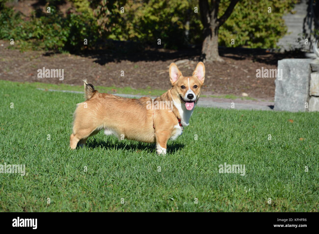 A red sable Pembroke Welsh Corgi in Boston Massachusetts USA during the ...
