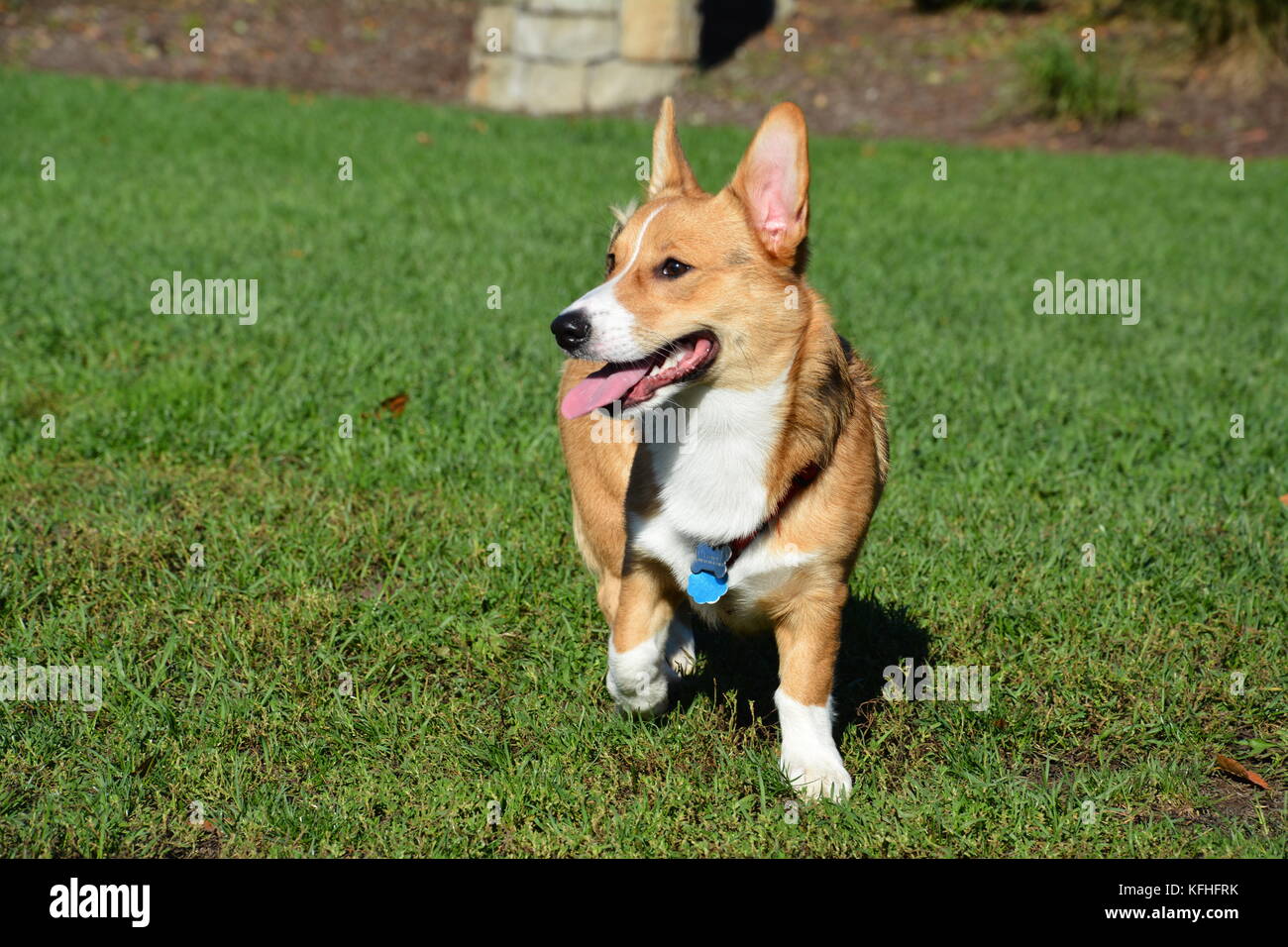 A red sable Pembroke Welsh Corgi in Boston Massachusetts USA during the ...