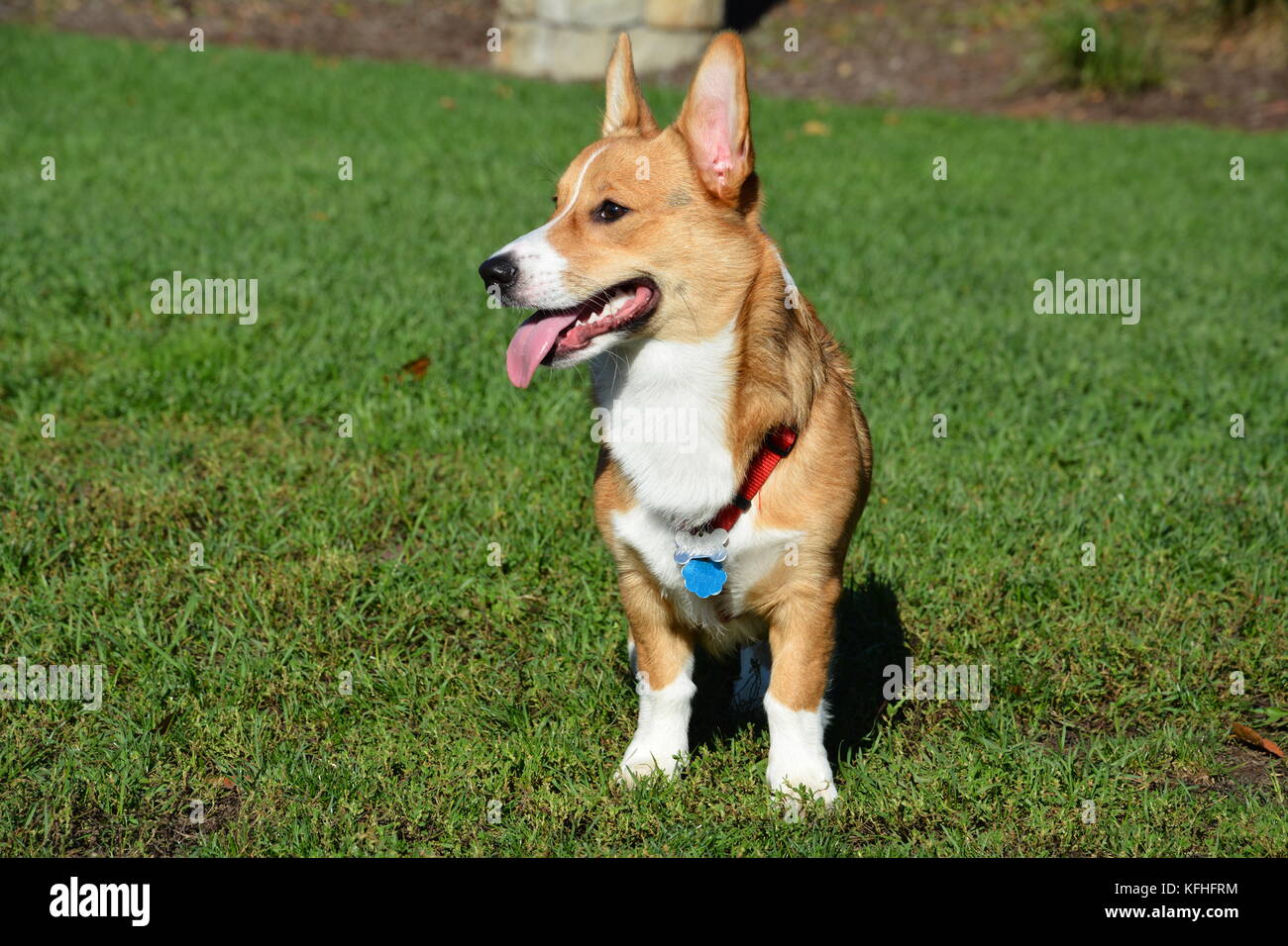 A red sable Pembroke Welsh Corgi in Boston Massachusetts USA during the ...