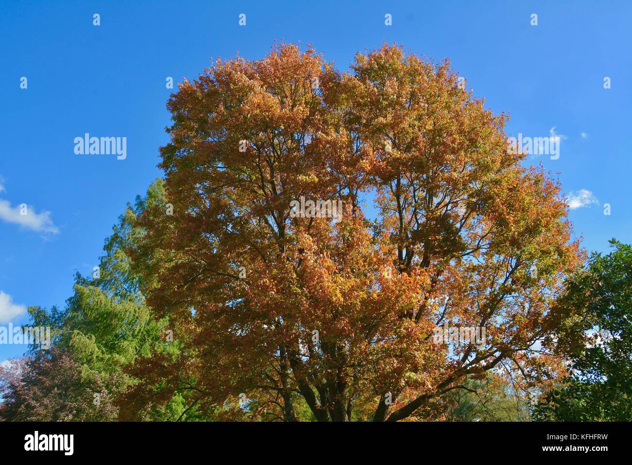 Fall Foliage and the Boston skyline seen from the Arnold Arboretum in ...