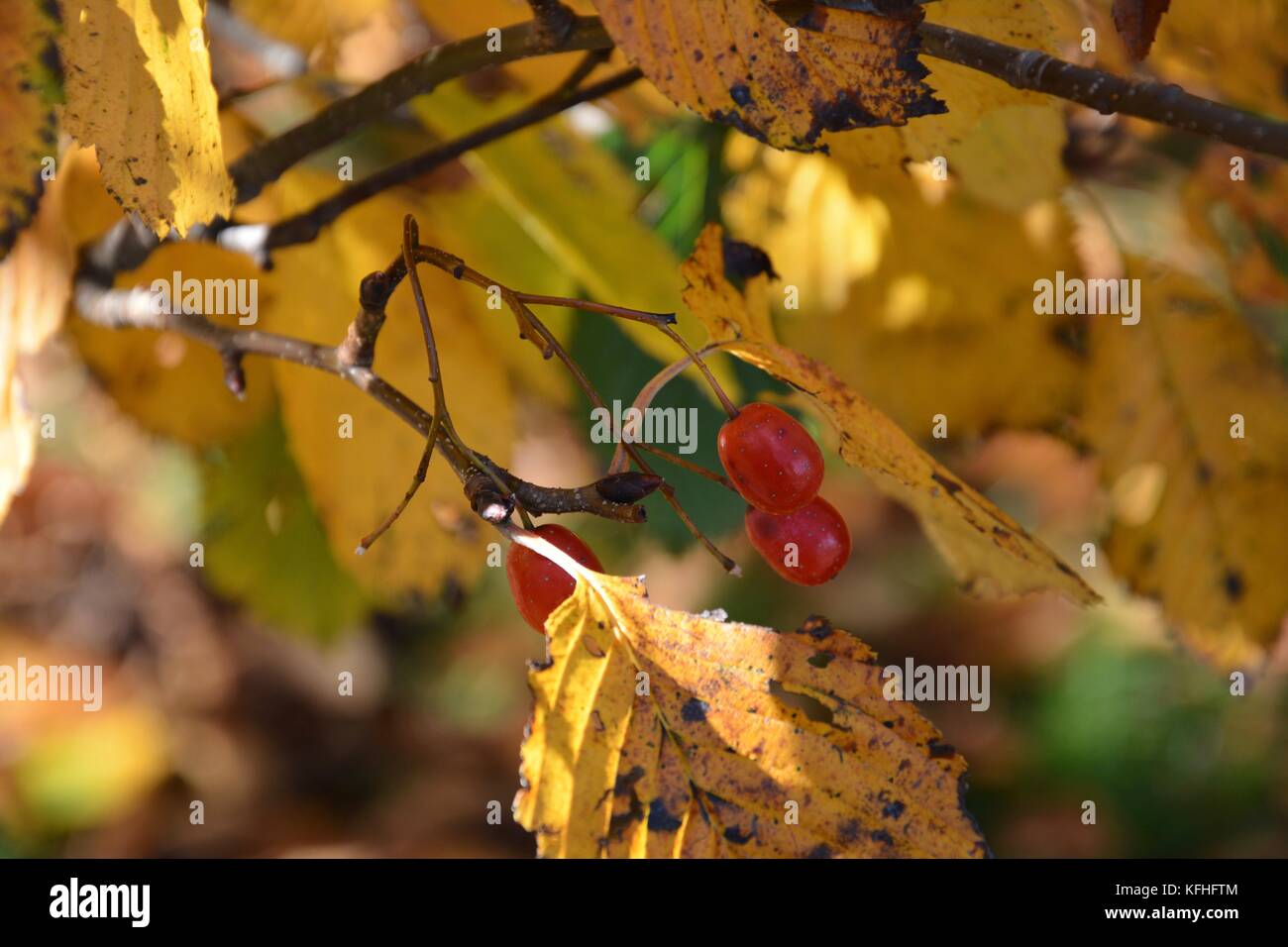 Fall Foliage and the Boston skyline seen from the Arnold Arboretum in ...