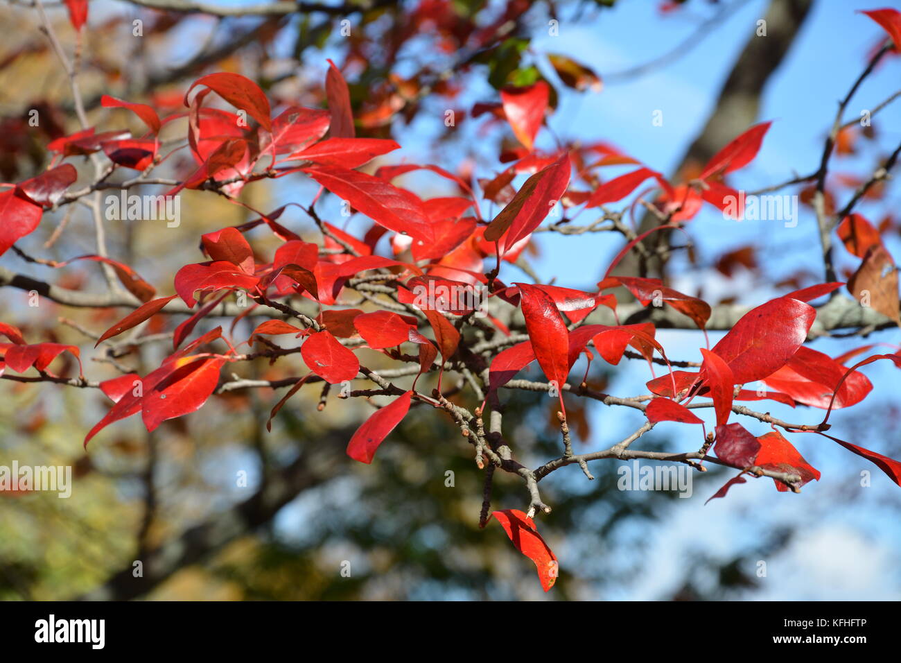 Fall Foliage and the Boston skyline seen from the Arnold Arboretum in ...