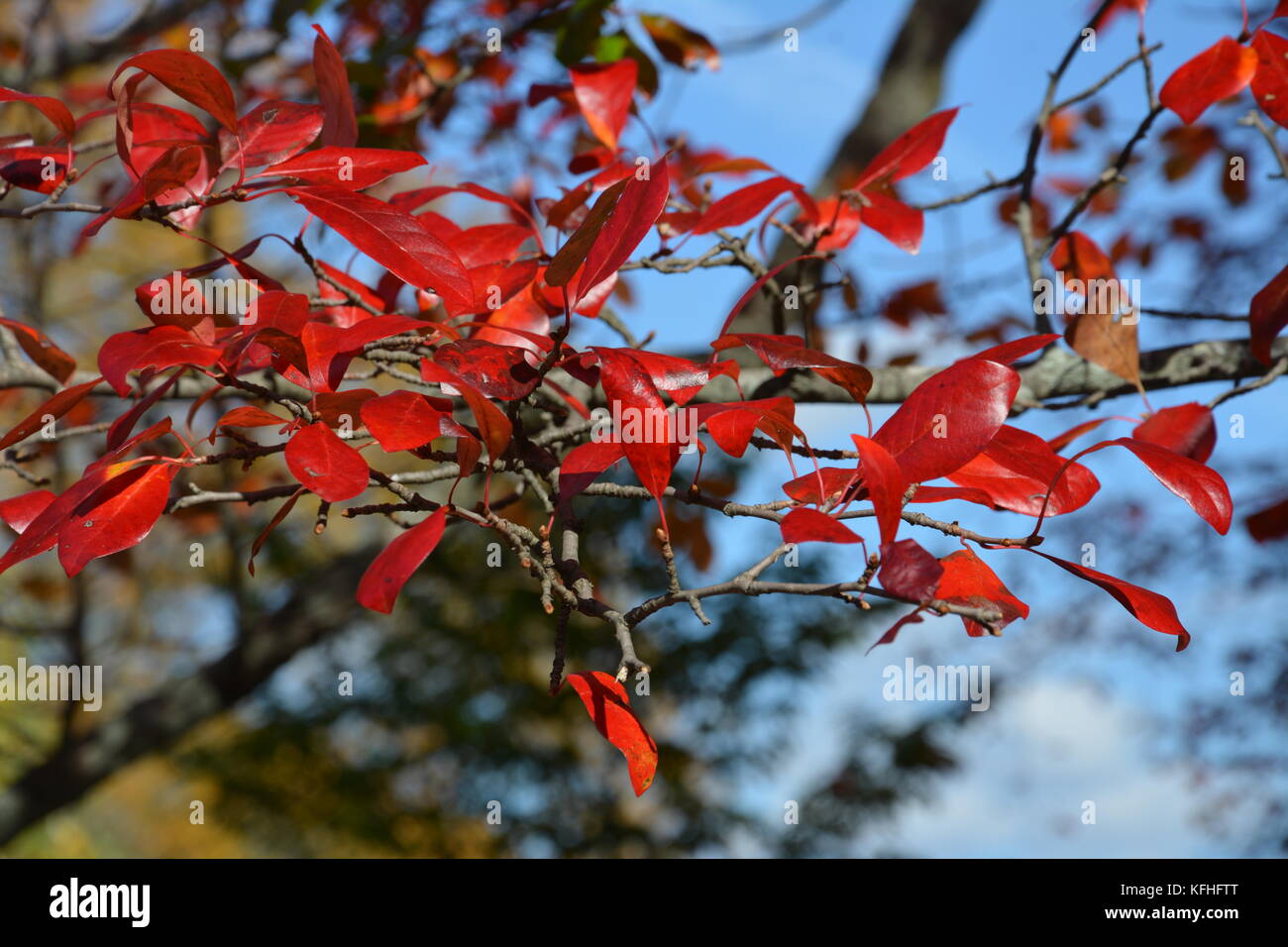 Fall Foliage and the Boston skyline seen from the Arnold Arboretum in ...