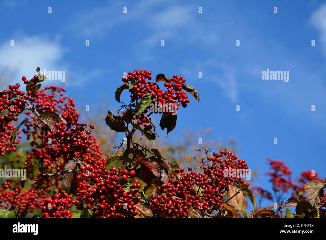Fall Foliage and the Boston skyline seen from the Arnold Arboretum in ...