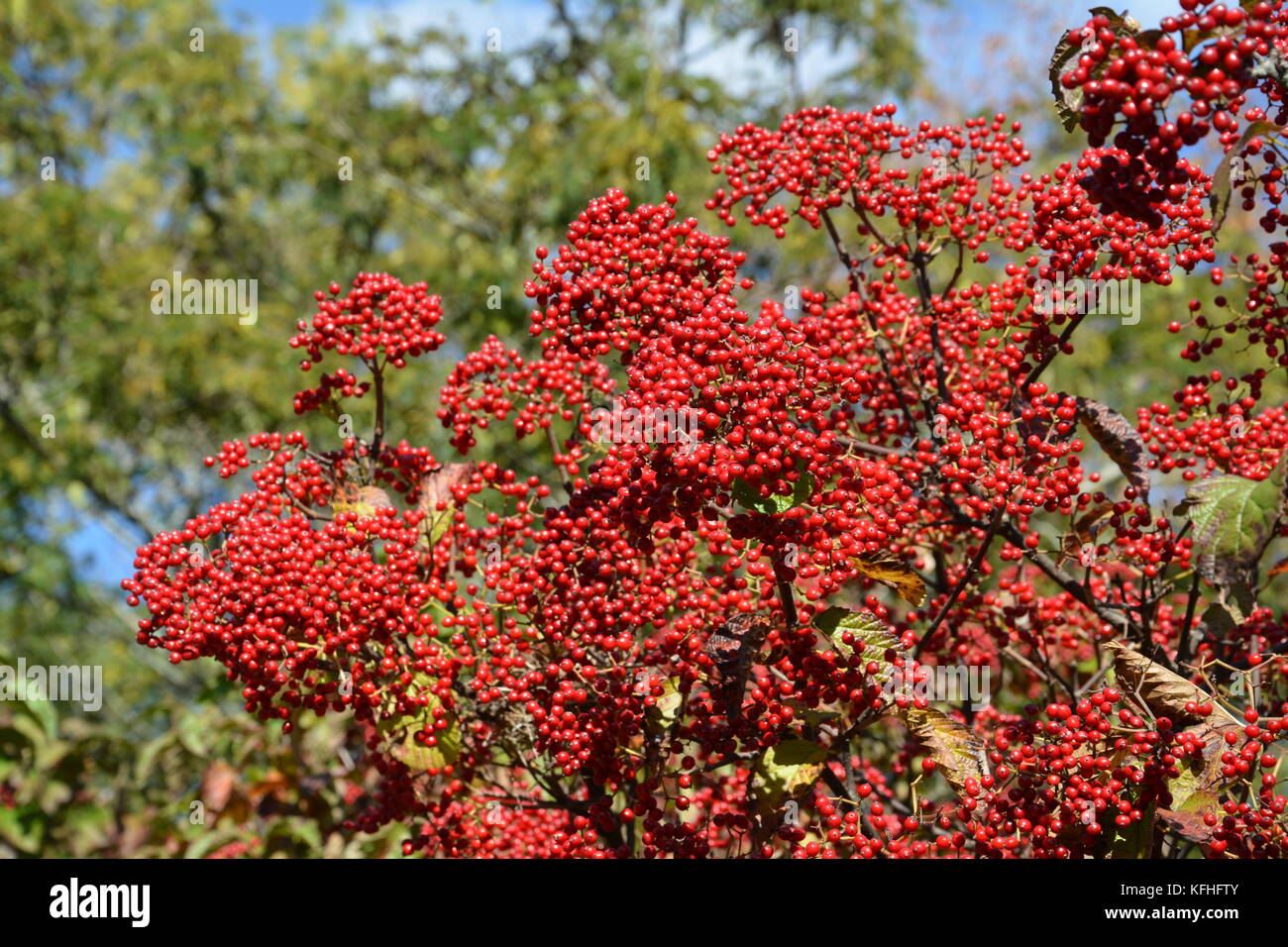 Fall Foliage and the Boston skyline seen from the Arnold Arboretum in ...