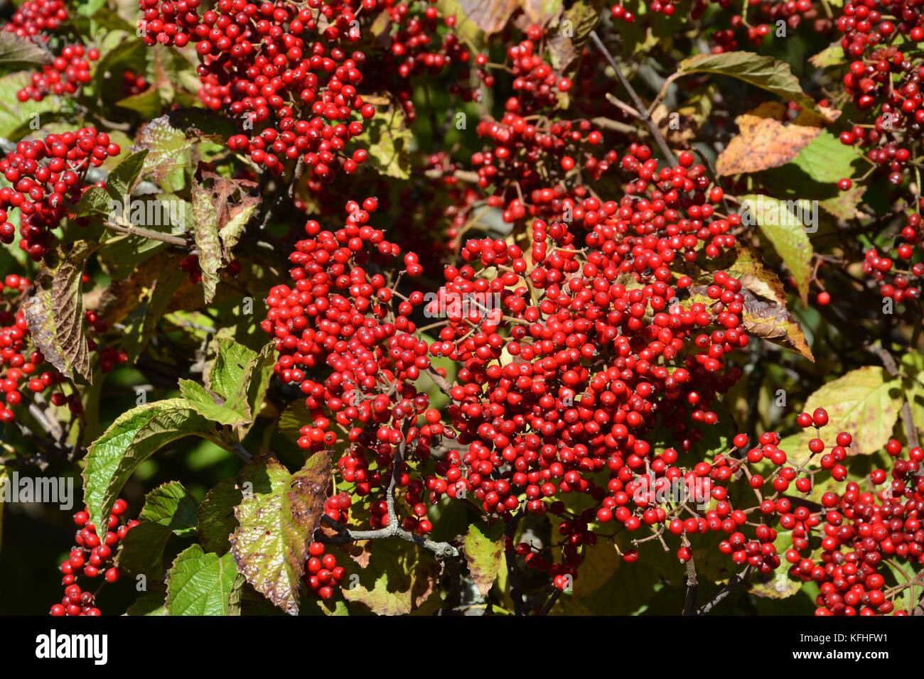 Fall Foliage and the Boston skyline seen from the Arnold Arboretum in ...