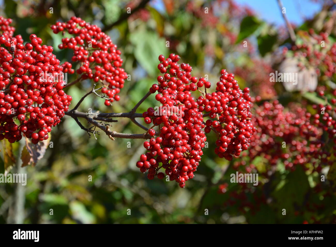 Fall Foliage and the Boston skyline seen from the Arnold Arboretum in ...