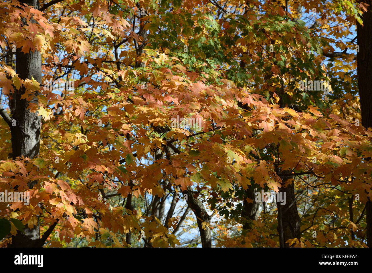 Fall Foliage and the Boston skyline seen from the Arnold Arboretum in ...