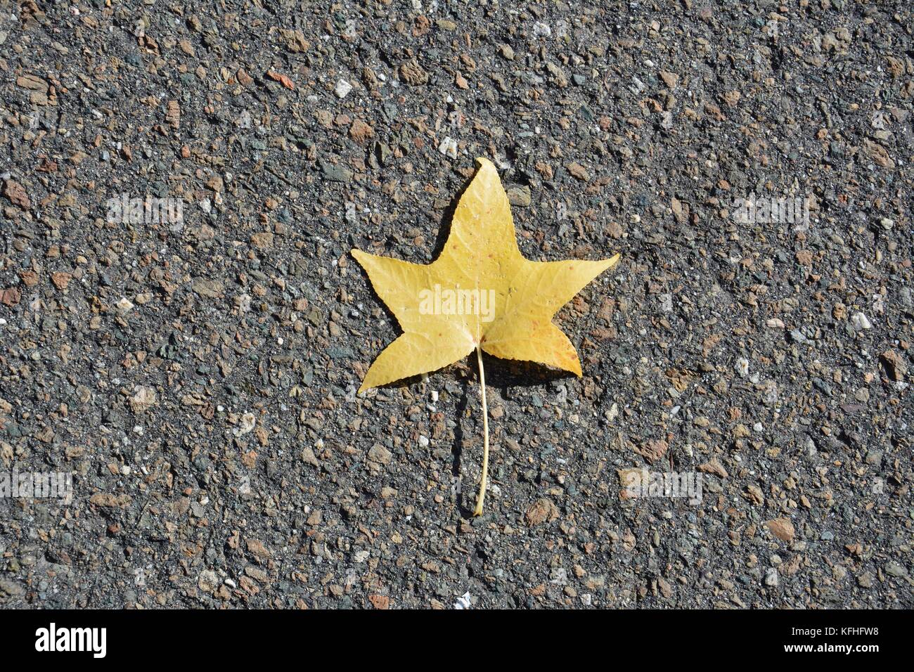 Fall Foliage and the Boston skyline seen from the Arnold Arboretum in ...