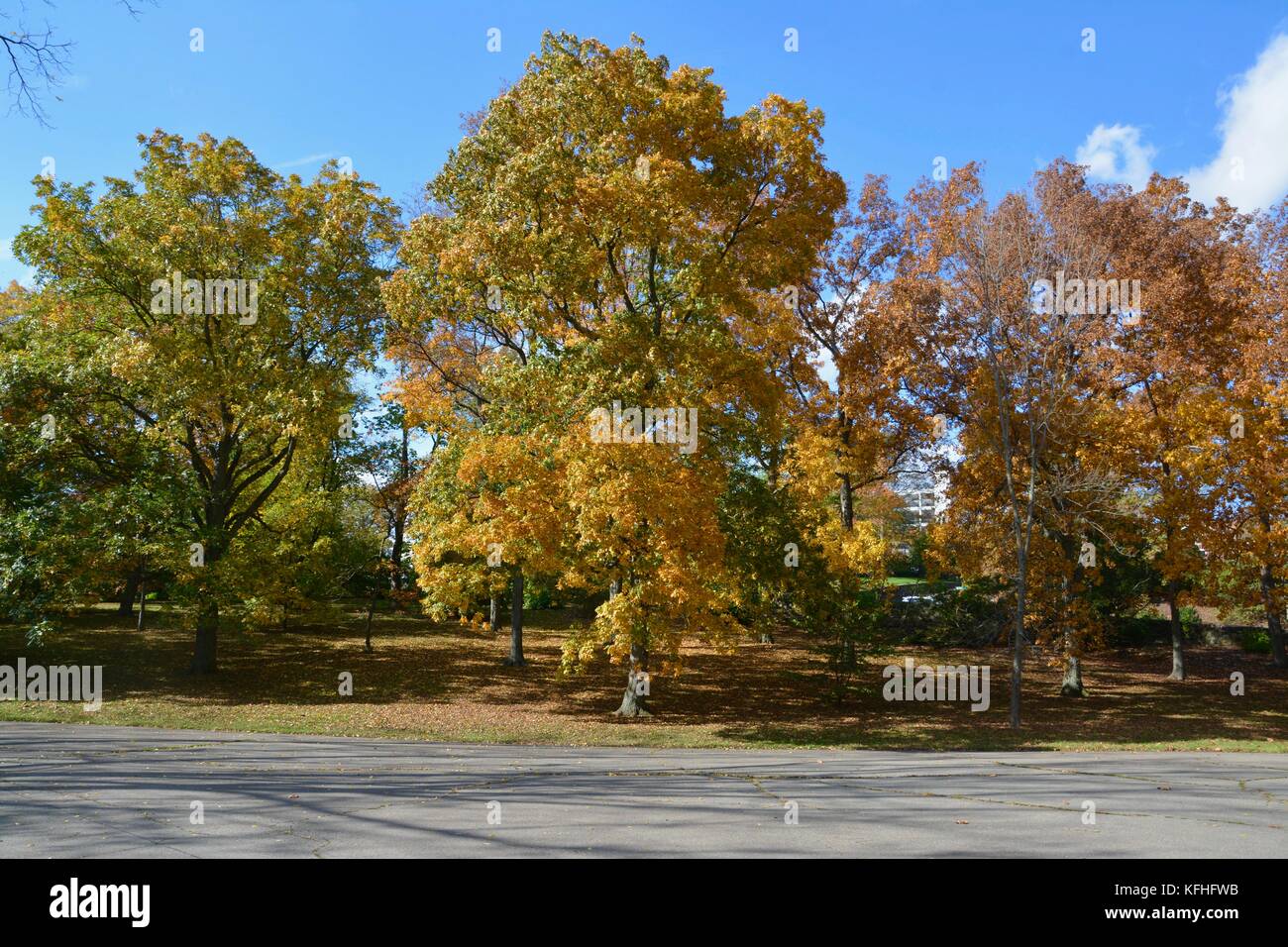 Fall Foliage and the Boston skyline seen from the Arnold Arboretum in ...