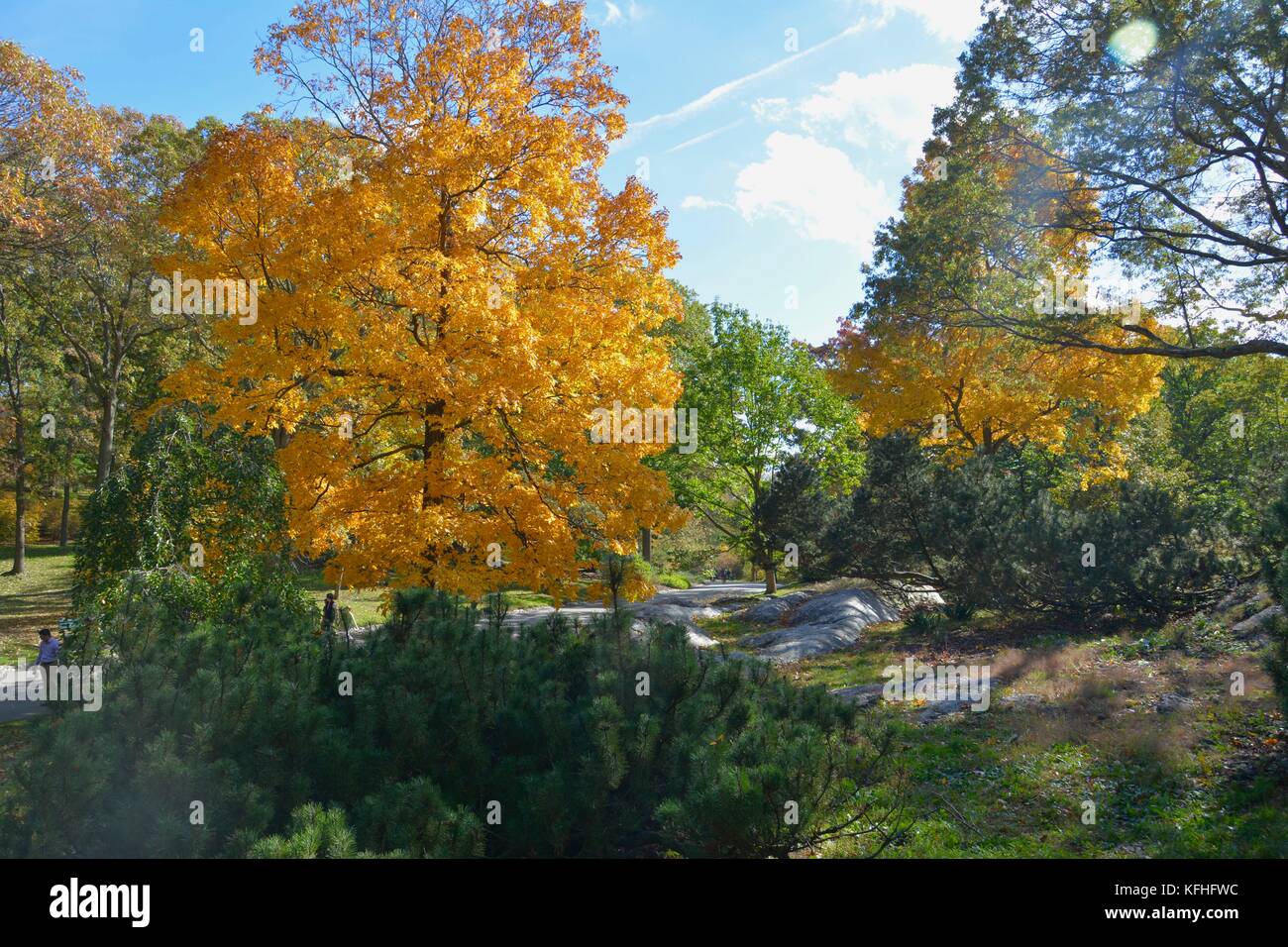 Fall Foliage and the Boston skyline seen from the Arnold Arboretum in ...