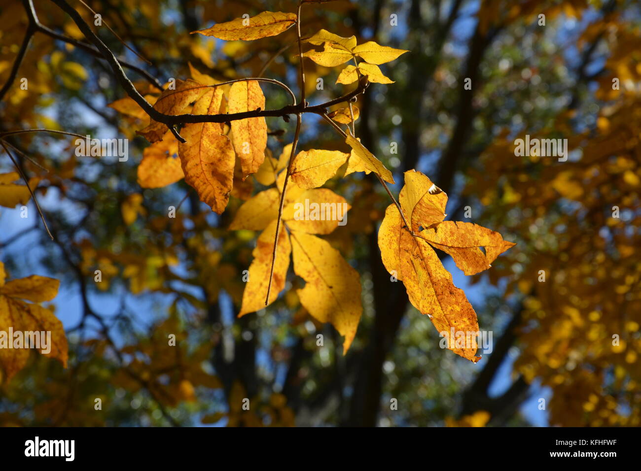 Fall Foliage and the Boston skyline seen from the Arnold Arboretum in ...