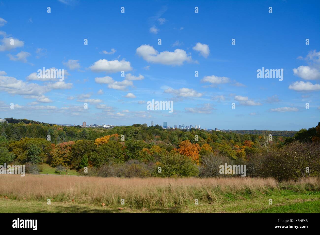Fall Foliage and the Boston skyline seen from the Arnold Arboretum in ...