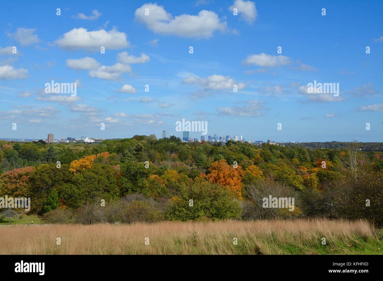 Fall Foliage and the Boston skyline seen from the Arnold Arboretum in ...