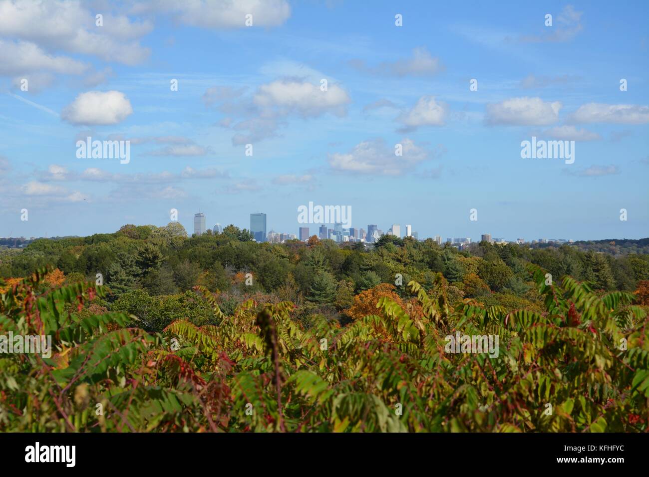 Fall Foliage and the Boston skyline seen from the Arnold Arboretum in ...