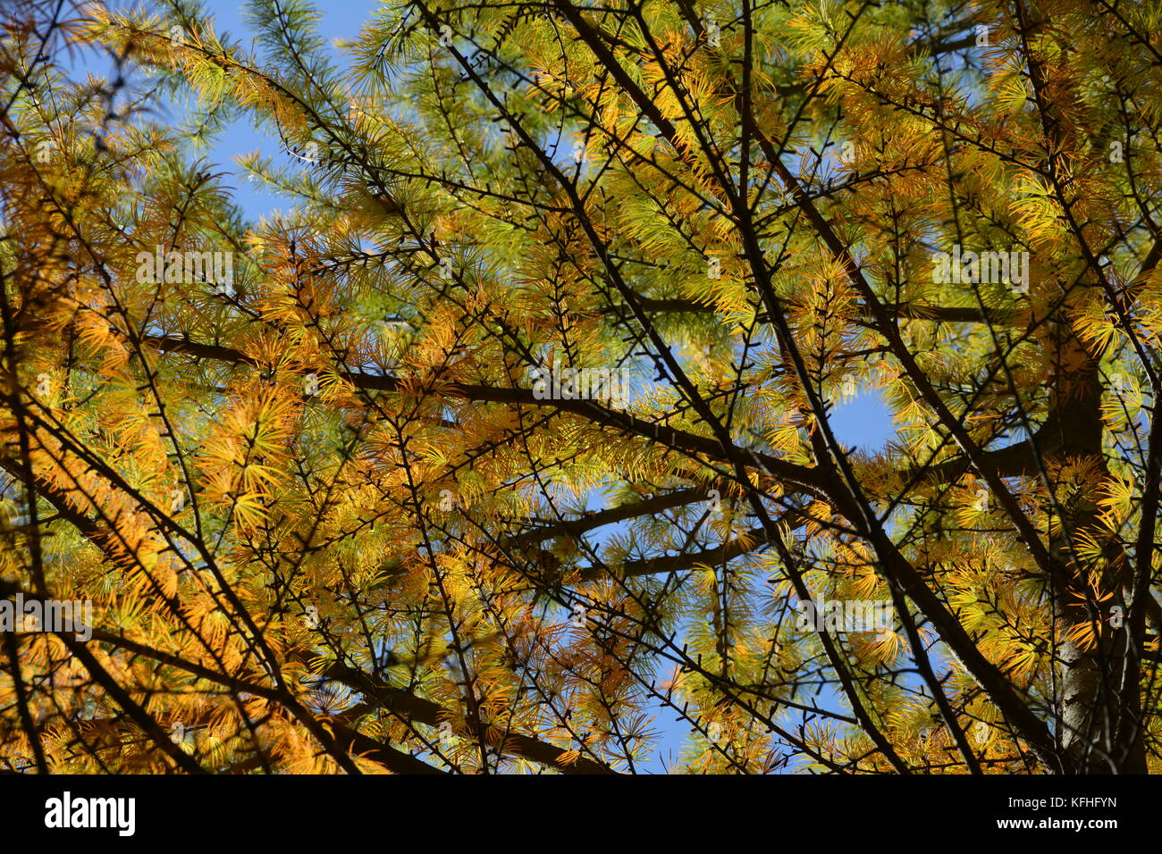 Fall Foliage and the Boston skyline seen from the Arnold Arboretum in ...