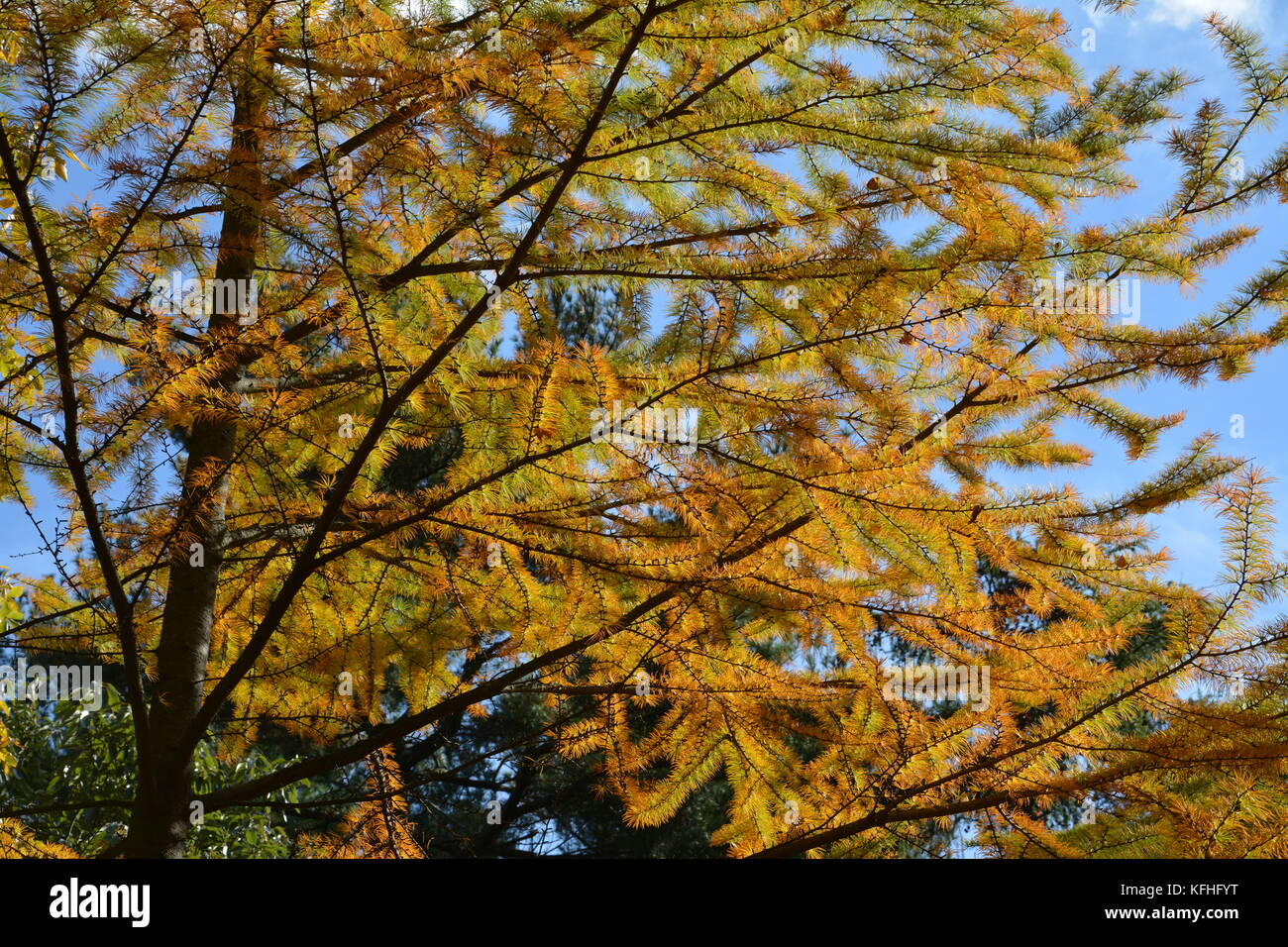 Fall Foliage and the Boston skyline seen from the Arnold Arboretum in ...