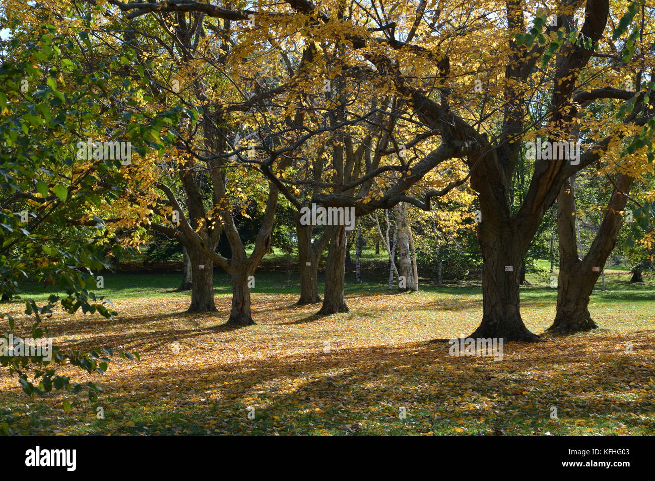 Fall Foliage and the Boston skyline seen from the Arnold Arboretum in ...