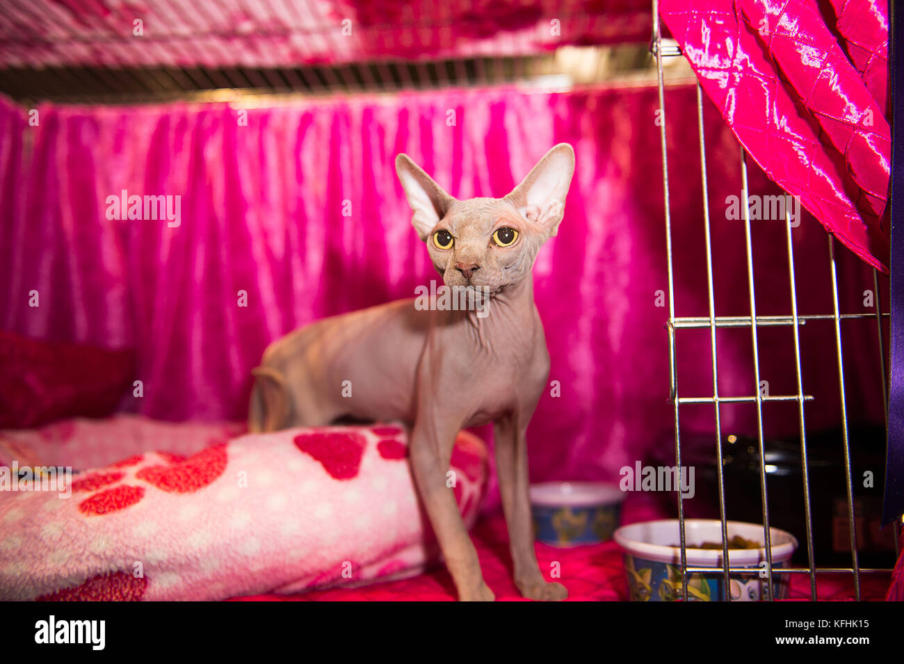 Birmingham, UK. 28th October, 2017. 45 different breeds of cats 661 ...