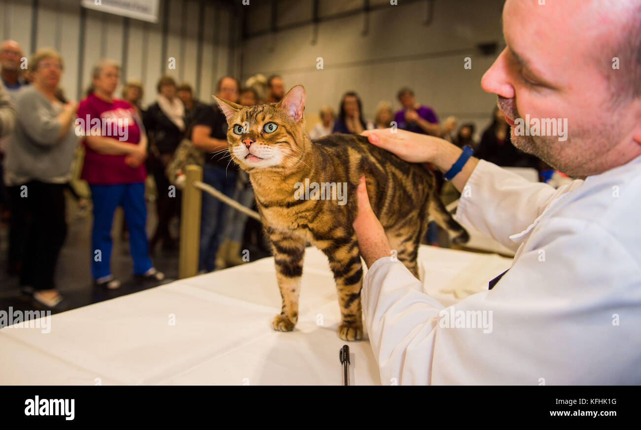 Birmingham, UK. 28th October, 2017. 45 different breeds of cats 661 ...