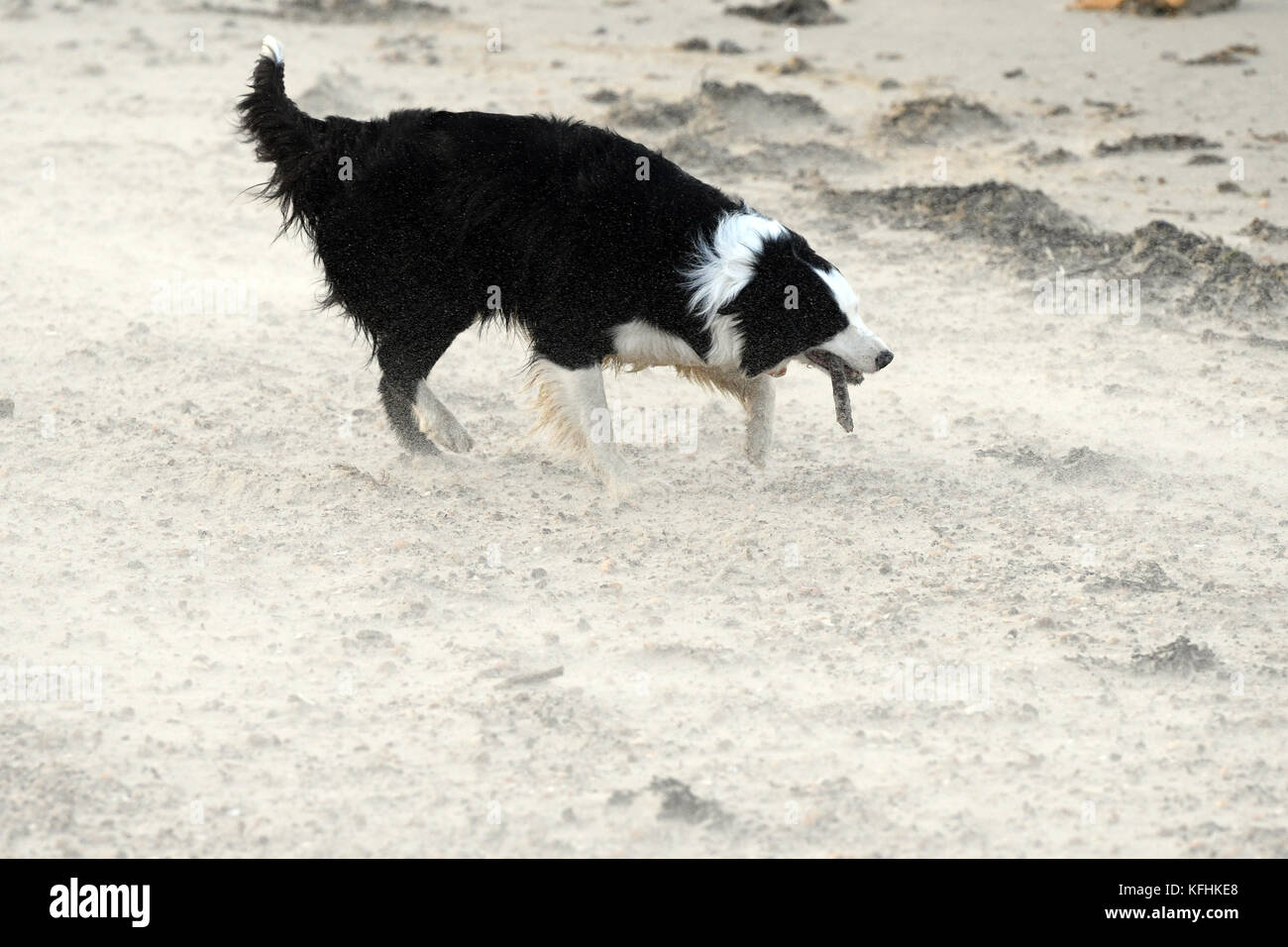 A dog fights against the strong winds at the beach in Utersum, Germany ...