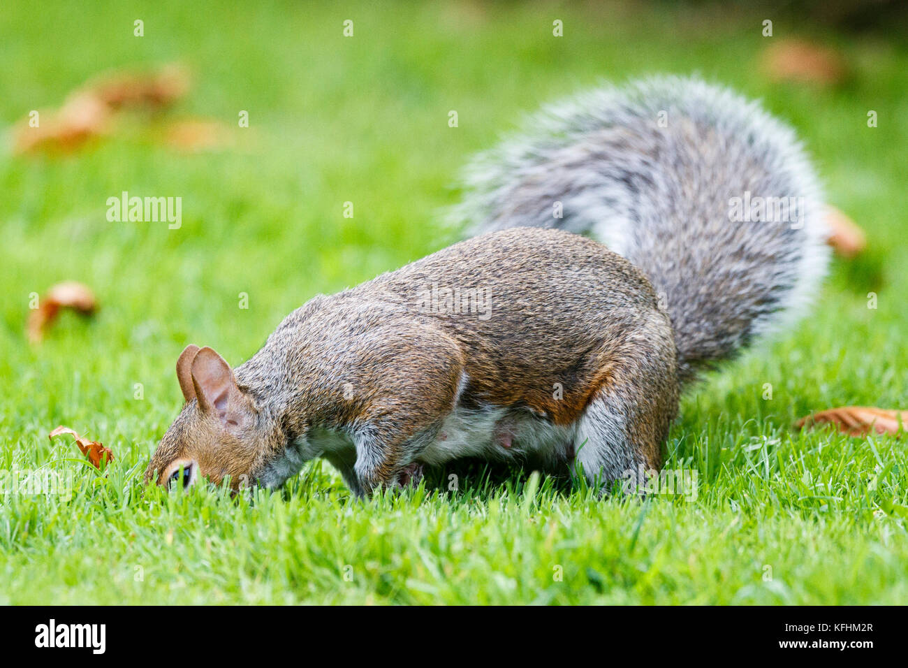May cache food hi-res stock photography and images - Alamy