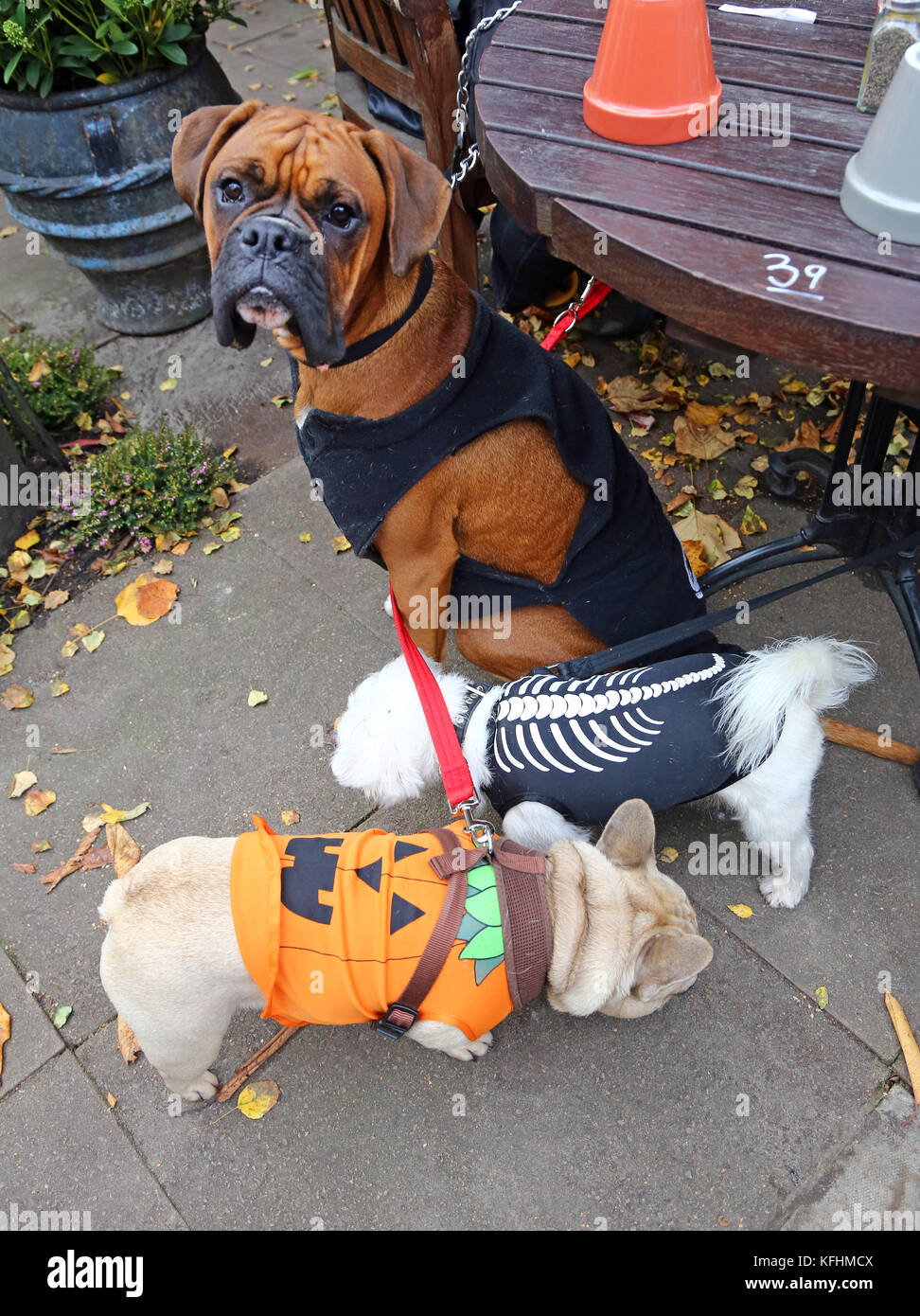 London, UK. 29th Oct, 2017. Claus the Boxer, Lazy the Pug and Casper ...