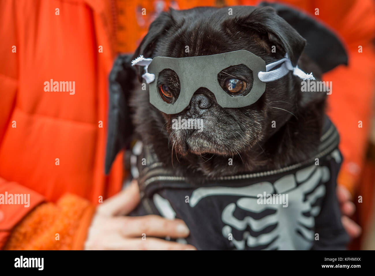 Dog disguise hi-res stock photography and images - Alamy