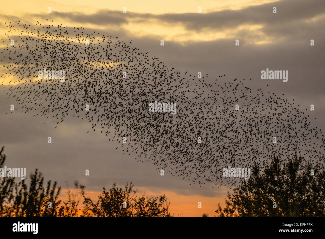 A spectacular dusk starling flight, gathering and groupings, with ...