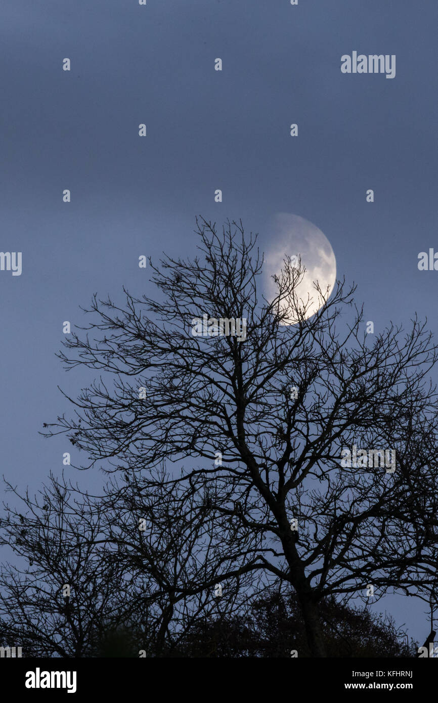 Waxing Quarter Moon rising through the trees Stock Photo - Alamy