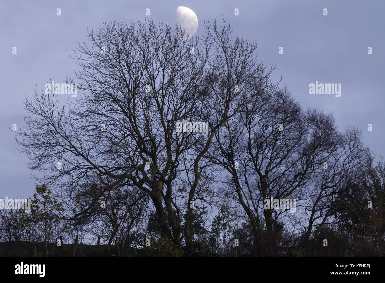 Waxing Quarter Moon rising through the trees Stock Photo - Alamy