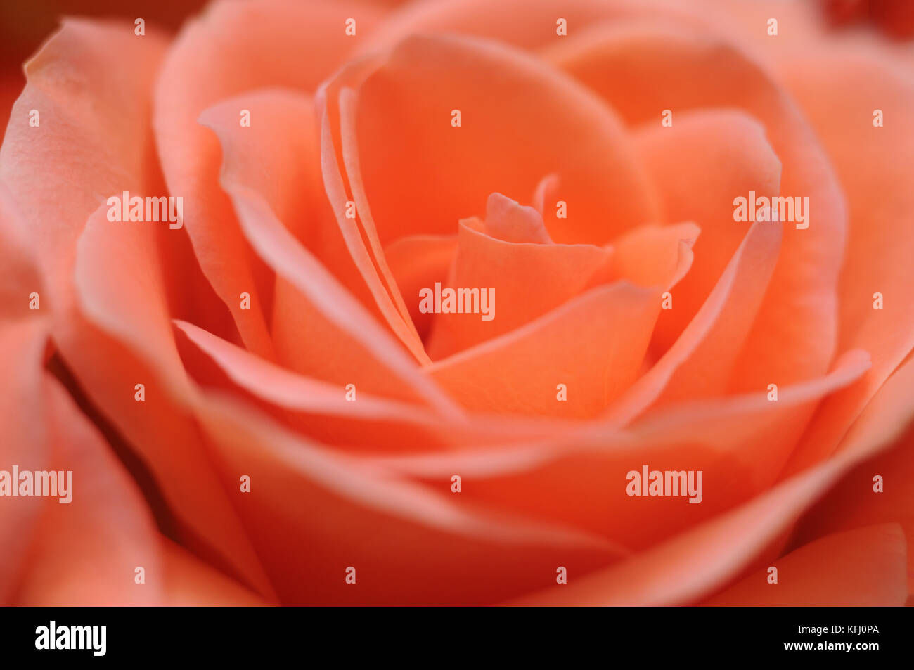 salmon pink rose Stock Photo - Alamy