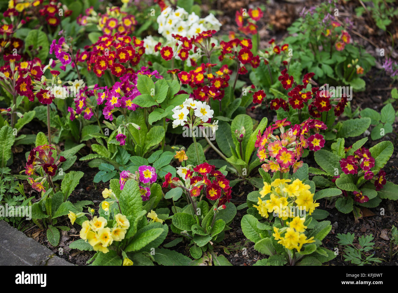 Primrose Flower Bed High Resolution Stock Photography and Images - Alamy